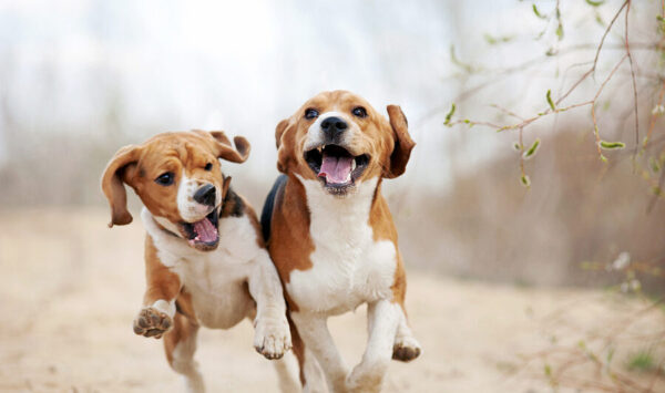 Chewy Reports Q3 2024 Results: Subscription Growth Bolsters Financial ...