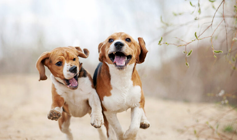 Chewy Reports Q3 2024 Results: Subscription Growth Bolsters Financial ...