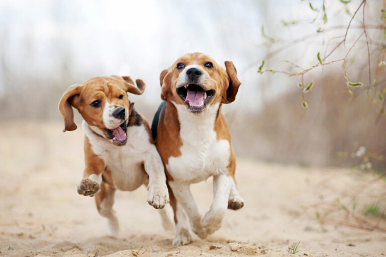 Chewy Q2 2025: Autoship Locks In 83% of Sales as Membership Push Gains ...